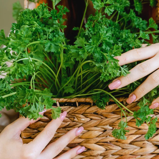 How to Grow Parsley: A Comprehensive Gardening Guide – Survival Seeds